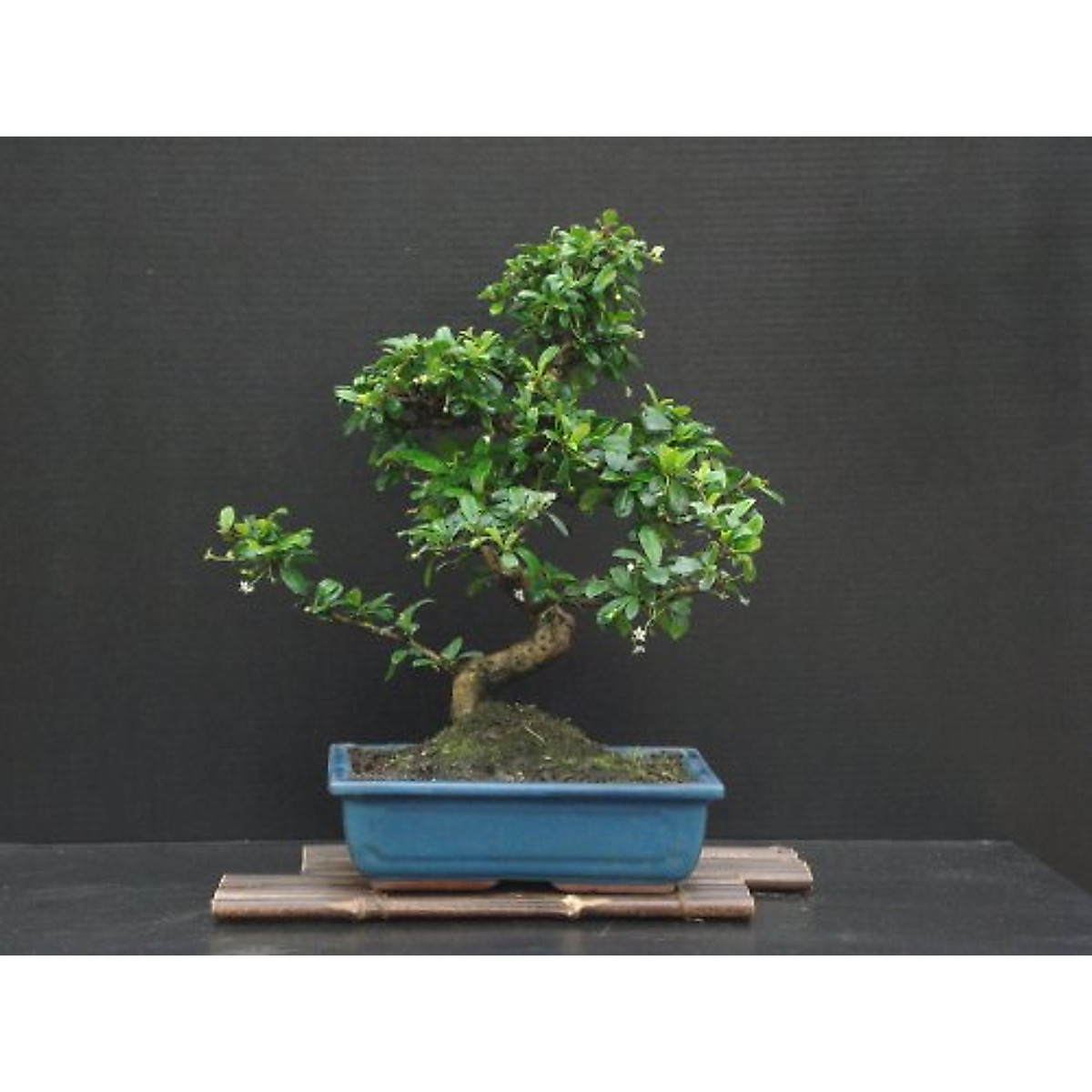Fukien Tea Bonsai Flowering Plant 17" Tall with 10" Pot Over 15 Years Old Tree