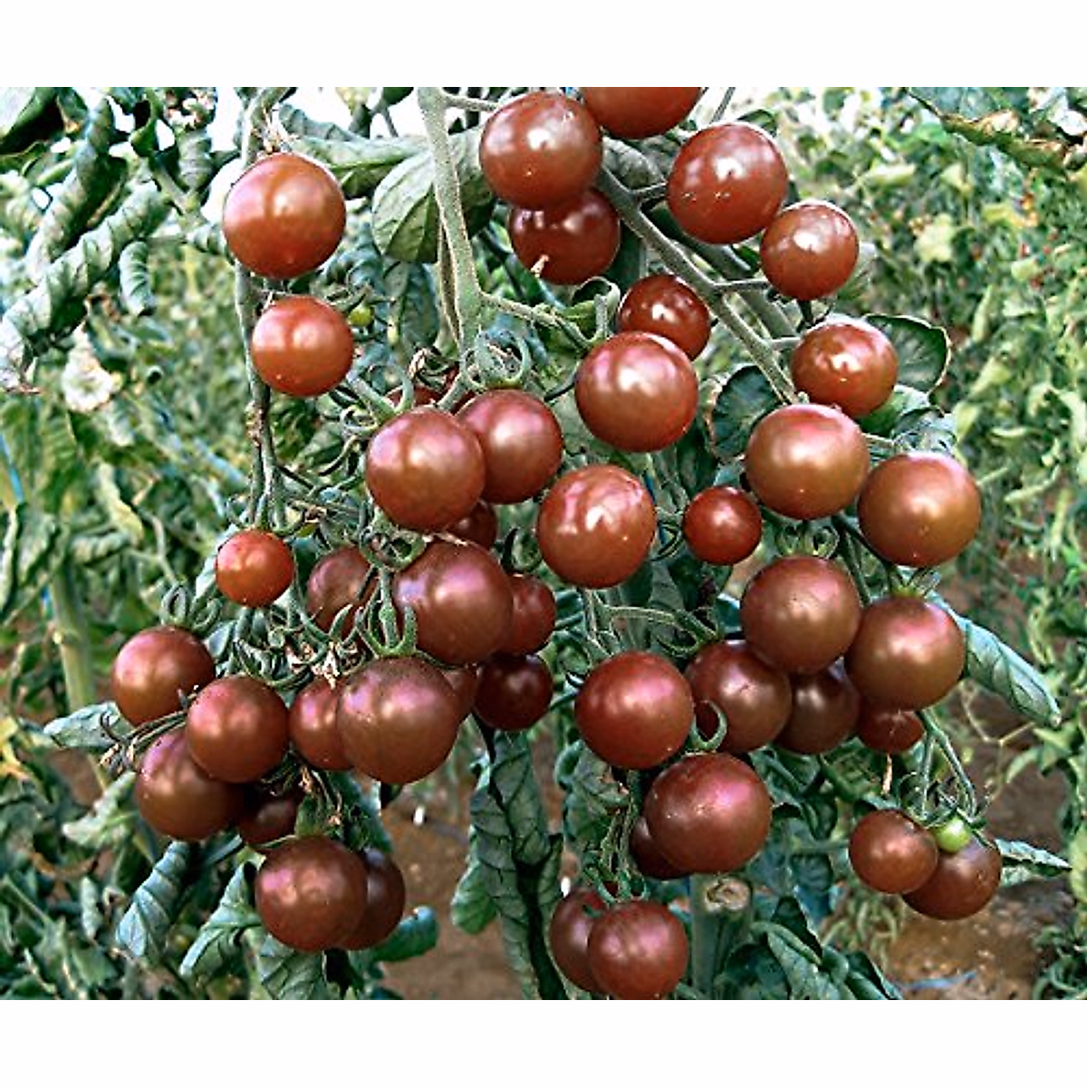 30+ Black Cherry Tomato Seeds, Heirloom Non-GMO, Low Acid, Indeterminate, Open-Pollinated, Sweet, Productive, from USA