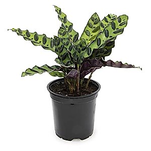 Calathea Plant Live Prayer Plant Live Indoor Plant, Calathea Live Plant Live House Plant Live Plants Indoor, Live Indoor Plants Live Houseplants Live Prayer Plants Live House Plants by Plants for Pets
