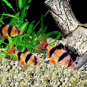 OUPENG Succulent and Cactus Bonsai DIY Rocks, Jade Bean Pebbles, Natural Decorative Polished Stones Vase Fillers Gravel for Plants，Terrarium, Fairy Gardening, Indoor Outdoor Decor Ornamental Stones.