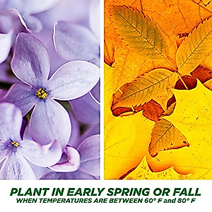 One Step Complete Tall Fescue 5lb. Grass Seed + Mulch + Fertilizer for Patch Repair