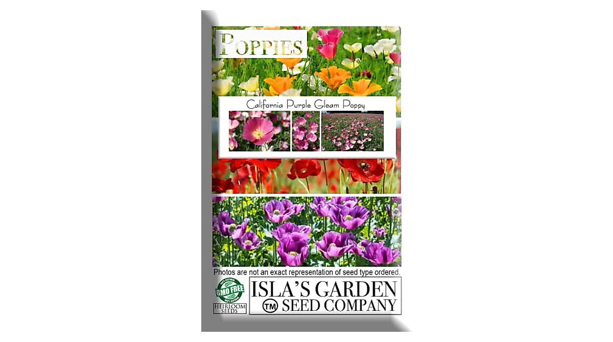"Purple Gleam" California Poppy Flower Seeds for Planting, 1000+ Seeds ...