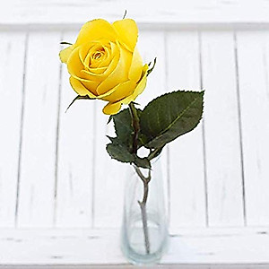Fresh Cut 24 Yellow Roses - Fresh from the Farm Yellow Rose Bouquet – Hand-Selected Long-Lasting Gift and Home Decor Perfect Fresh Flowers |20" Long Stems No Vase-2 Dozen | Flowers Gift