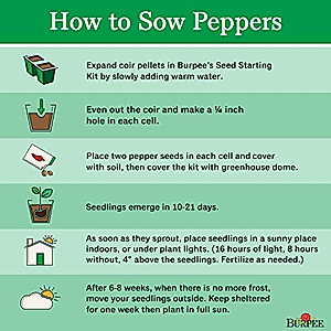 Burpee Large Cherry Hot Pepper Seeds 150 seeds