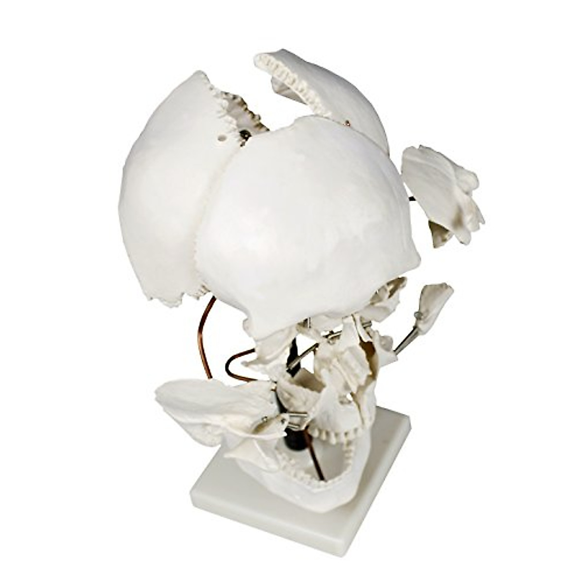 Parco Scientific PB00050 Life Size Beauchene Model | “Exploded” to Show How Bones Fit Together | Disarticulated, Mounted on Wire to Retain Spatial Relationship | Med. Studies | W Identification Key