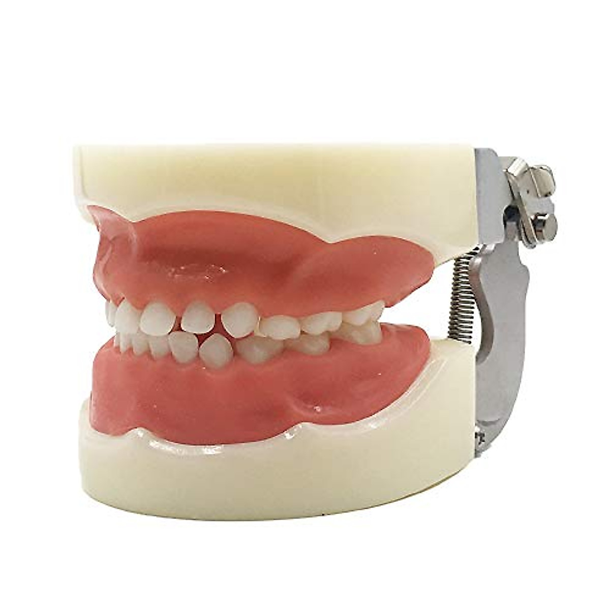 Typodont Child Teeth Model, with 24pcs Removable Teeth, Compatible with Kilgore Nissin for Teaching, Study