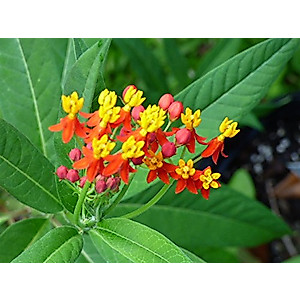 Bloodflower Milkweed Seeds Monarch Butterfly Weed Blood Flower #212 (80+ Seeds, or 1/2 Gram)