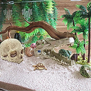 Tfwadmx Bearded Dragon Tank Accessories Reptiles Crocodile Skull Decorations Resin Human Skulls Hideouts Cave Habitat Decor for Chameleon,Snake,Spider,Gecko and Fish
