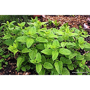 Gaea's Blessing Seeds - Lemon Balm Seeds - Non-GMO Seeds with Easy to Follow Planting Instructions - 92% Germination Rate Melissa Officinalis