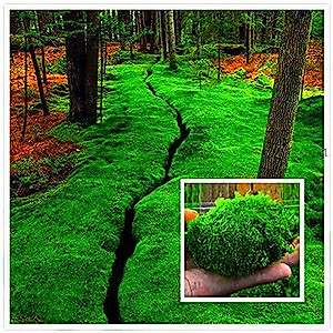 100Pcs/Pack Moss Seeds Home DIY Bonsai Decoration Grass Seeds Potted Plants Seeds