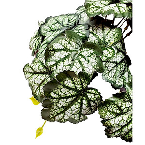 Woyrise Reptile Plants, Terrarium Hanging Plants Vines for Reptile Tank, Amphibian Habitat Leaves Decor with Suction Cups for Bearded Dragon Lizard Snake Gecko Frog Hermit Crab - 2Pack Green Heuchera