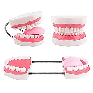 Ultrassist Mouth Model Metal Hinge for Speech Therapy, Ideal Brushing Teaching Dental Teeth Model for Kids and Children, 6 Times Enlarge, Includes Toothbrush