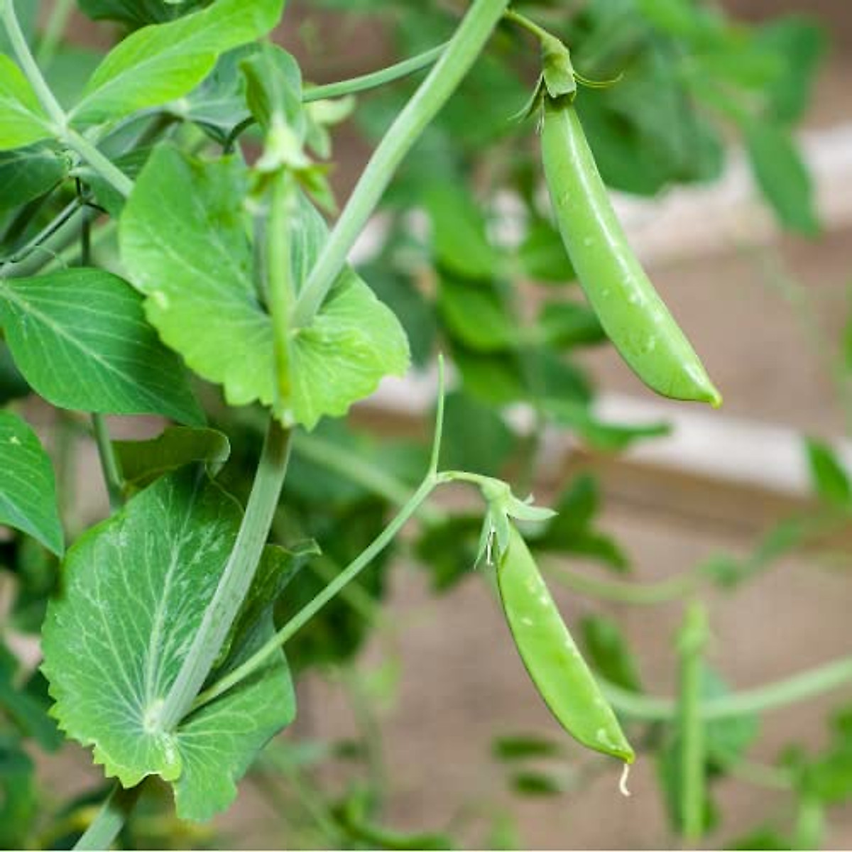 Park Seed Super Sugar Snap Pea Seeds, 1/4lb Pack