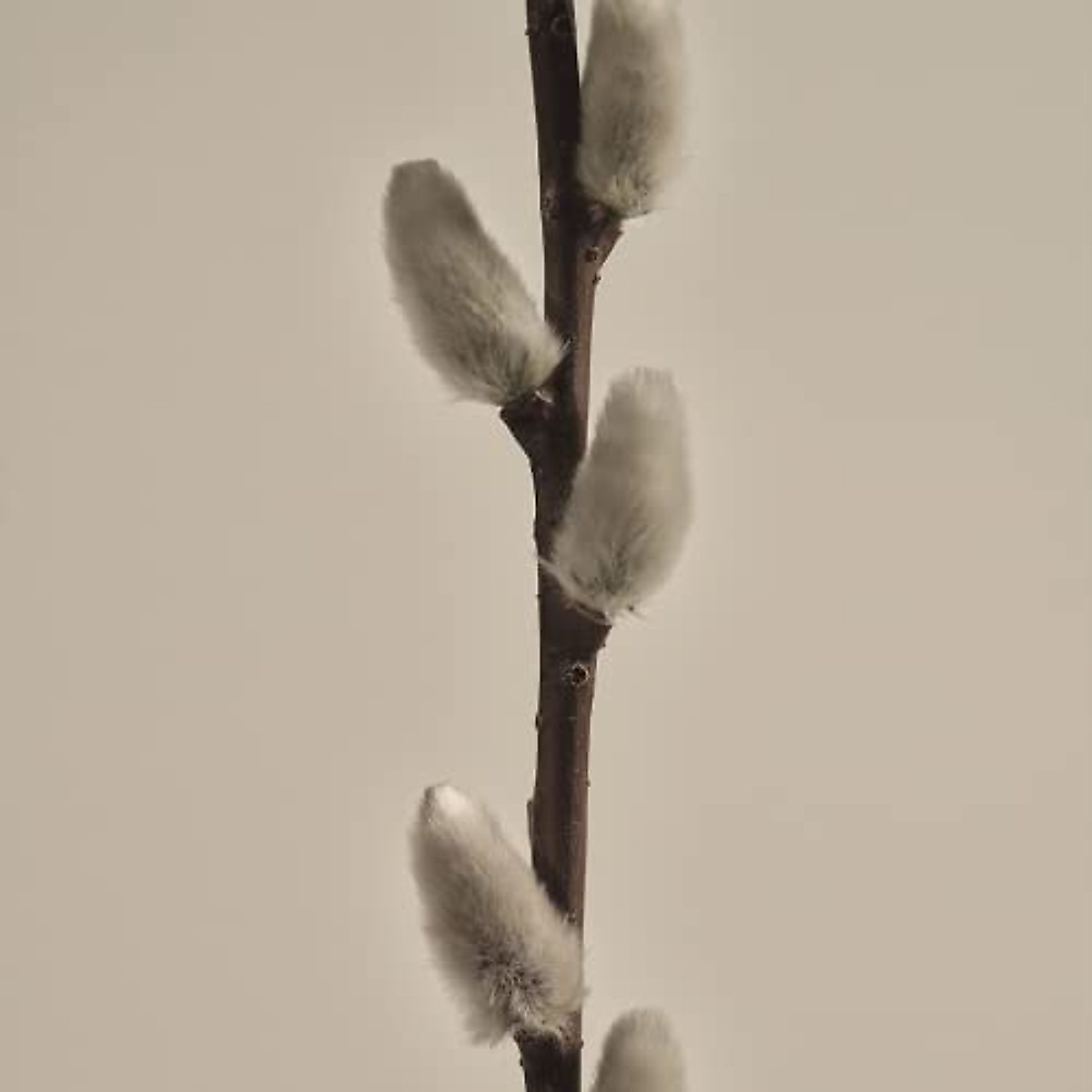 A'ddict Solid Perfume - Musk 103, Musky & Vanilla Scent for Women, 1.01 fl.oz / 30ml, Alcohol-Free, Perfect for Travel