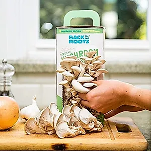 Back to the Roots Organic Oyster Mushroom Grow Kit, Harvest Gourmet Mushrooms In 10 Days