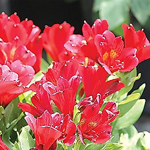 QAUZUY GARDEN Mixed Peruvian Lily Seeds 25 Premium Seeds, Lily of The Incas, Princess Lily, Alstroemeria Seeds - Perennial Showy Splendid Vase Flower - Striking Flower Seeds