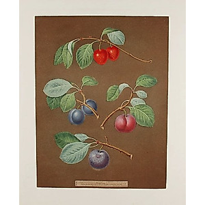 [Plums] Cherry Plum; Laurance Plum; French Orlean; Common Orlean
