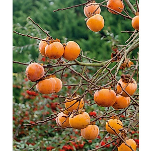 American Persimmon Tree - 6-12" Tall - 4" Pot - Live Plant - Diospyros virginiana