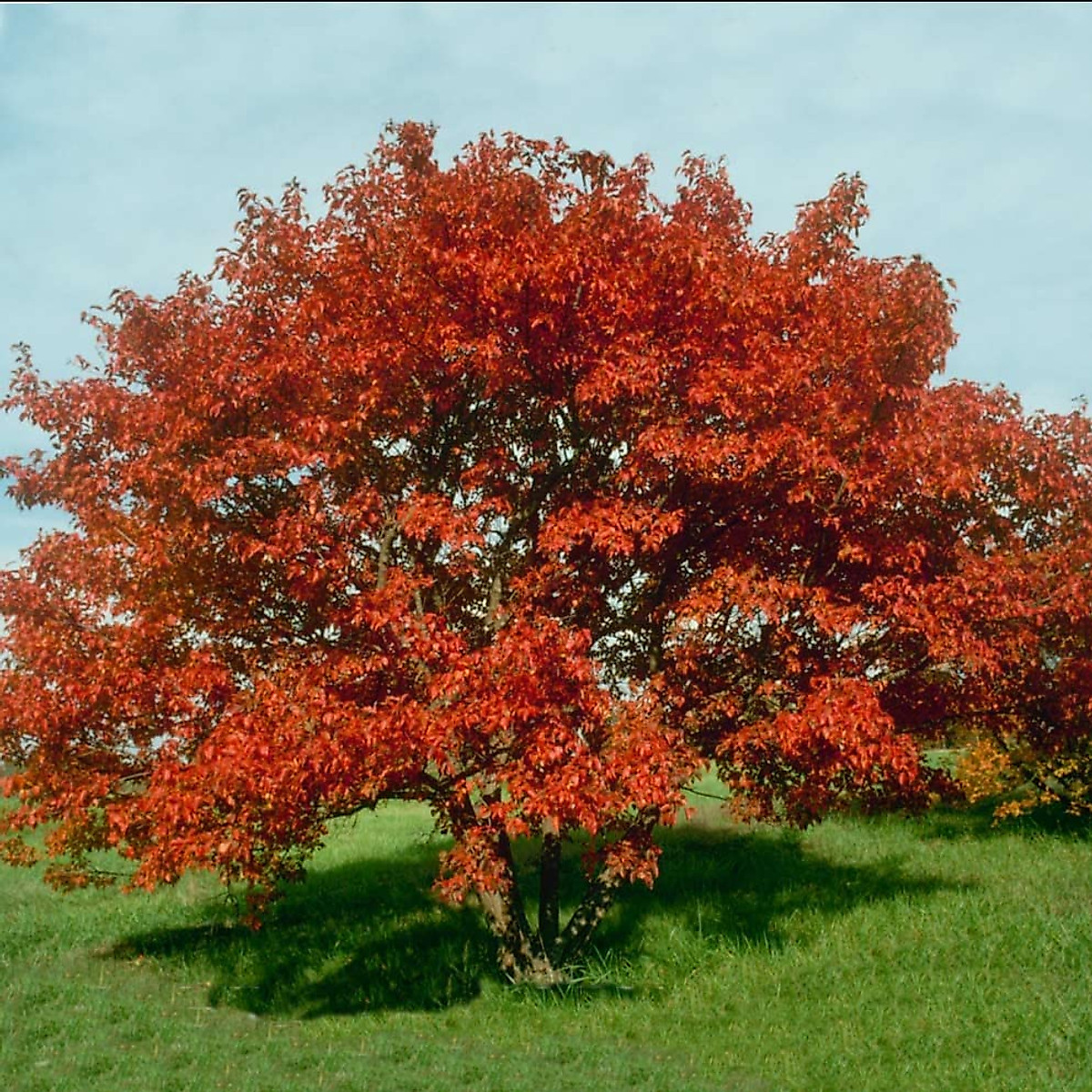 TriStar Plants - Flame Amur Maple Tree Potted 1 Gallon, 5'Ft Tall - Acer ginnala, Healthy Established Roots, Fast Growing Trees, Fall Color, Shade Tree