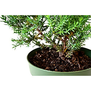 9Greenbox Juniper Procumbens Nana Bonsai Starter Plant,3 Pound (Pack of 3)