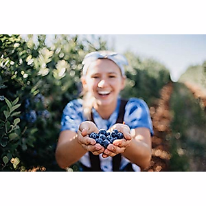 Eight O'Clock Coffee Flavors of America Ground Coffee, Maine Blueberry Crisp, 11 Ounce, 100% Arabica, Kosher Certified,Count 1(Pack of 1)