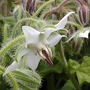 Outsidepride Borago Officinalis White Borage Herb Garden Flowering Plants Great for Bee Pollination - 1000 Seeds