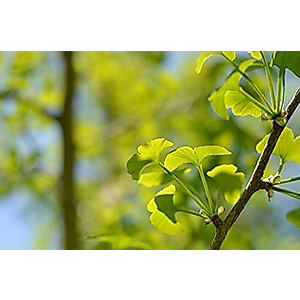 Jurassic Ginkgo | Tree Seed Grow Kit | The Jonsteen Company