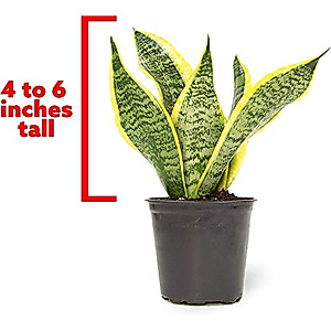 Altman Plants, Live Snake Plant, Sansevieria trifasciata Superba, Fully Rooted Indoor House Plant in Pot, Mother in Law Tongue Sansevieria Plant, Potted Succulent Plant, Houseplant in Potting Soil