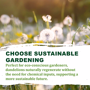 TKE Farms & Gardens - Dandelion Seeds for Planting, 500 Mg, 500+ Non-GMO, Heirloom Seeds, Produces Medicinal Greens & Edible Flowers, Supports Wildlife & Pollinators, Herbal Teas