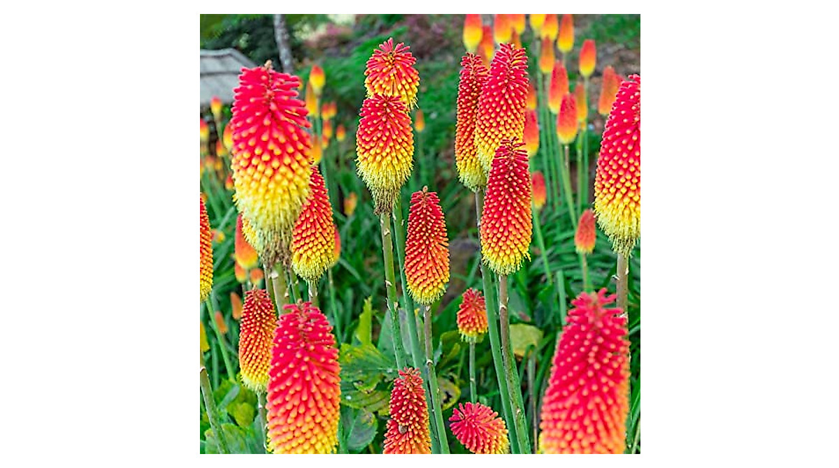 QAUZUY GARDEN 25 Seeds Dwarf Red Hot Pokers Seeds Torch Lily Flower ...