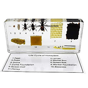 Lifecycle of a Honey Bee Embedded Specimen Paperweight Animal Science Classroom Embedding Specimens Taxidermy for Science Education