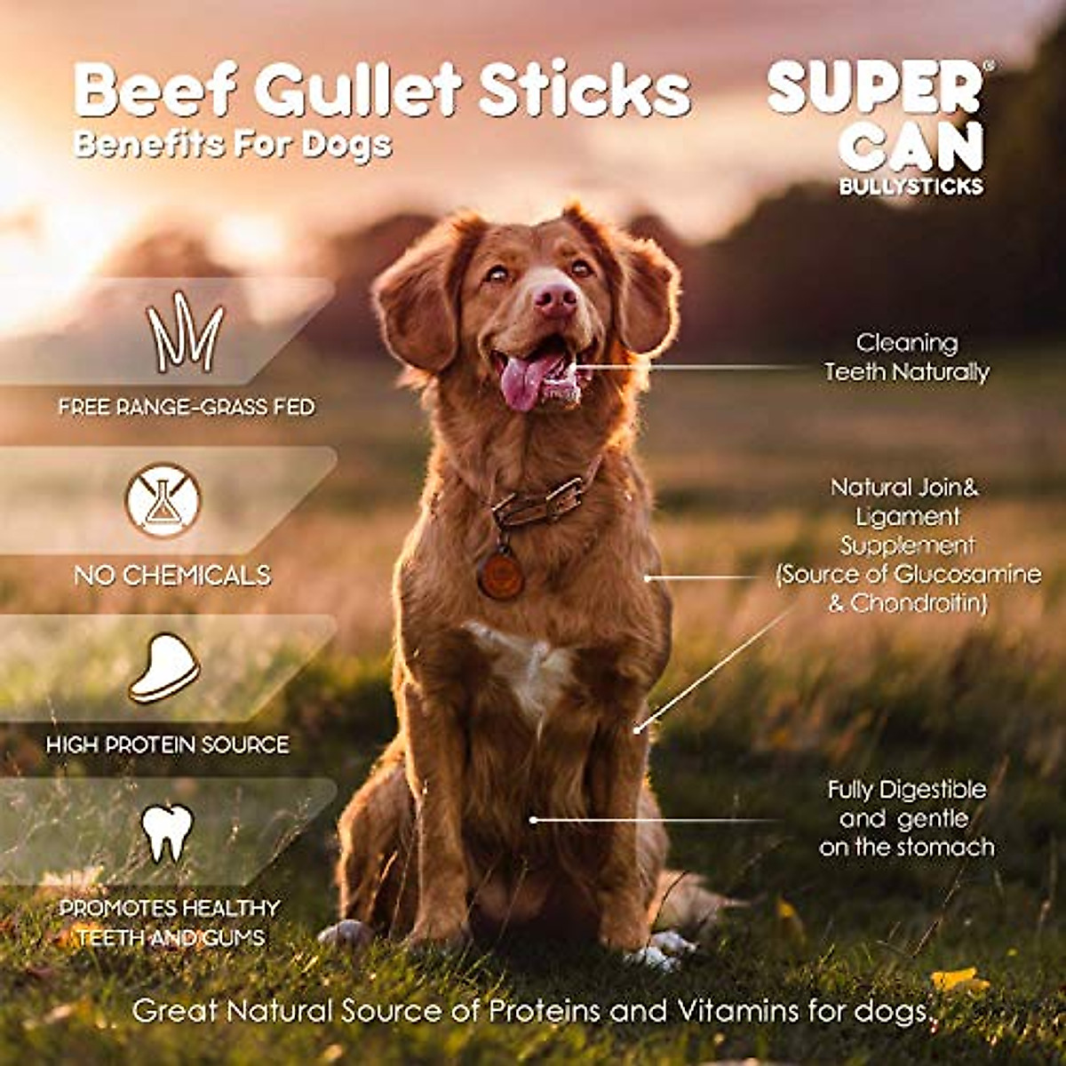 SUPERCAN BULLYSTICKS 12" Braided (30pc) Beef Bully Sticks for Small Medium Large Dogs - 100% Natural Dog Chews - Long Lasting Treats for Aggressive Chewers - Healthy Teeth - Free Range