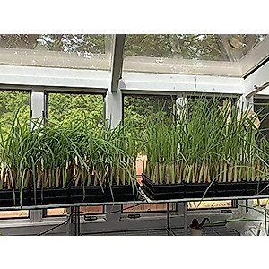 Lemongrass Rootstalk (Cymbopogon Citratus) 2 Live Plants