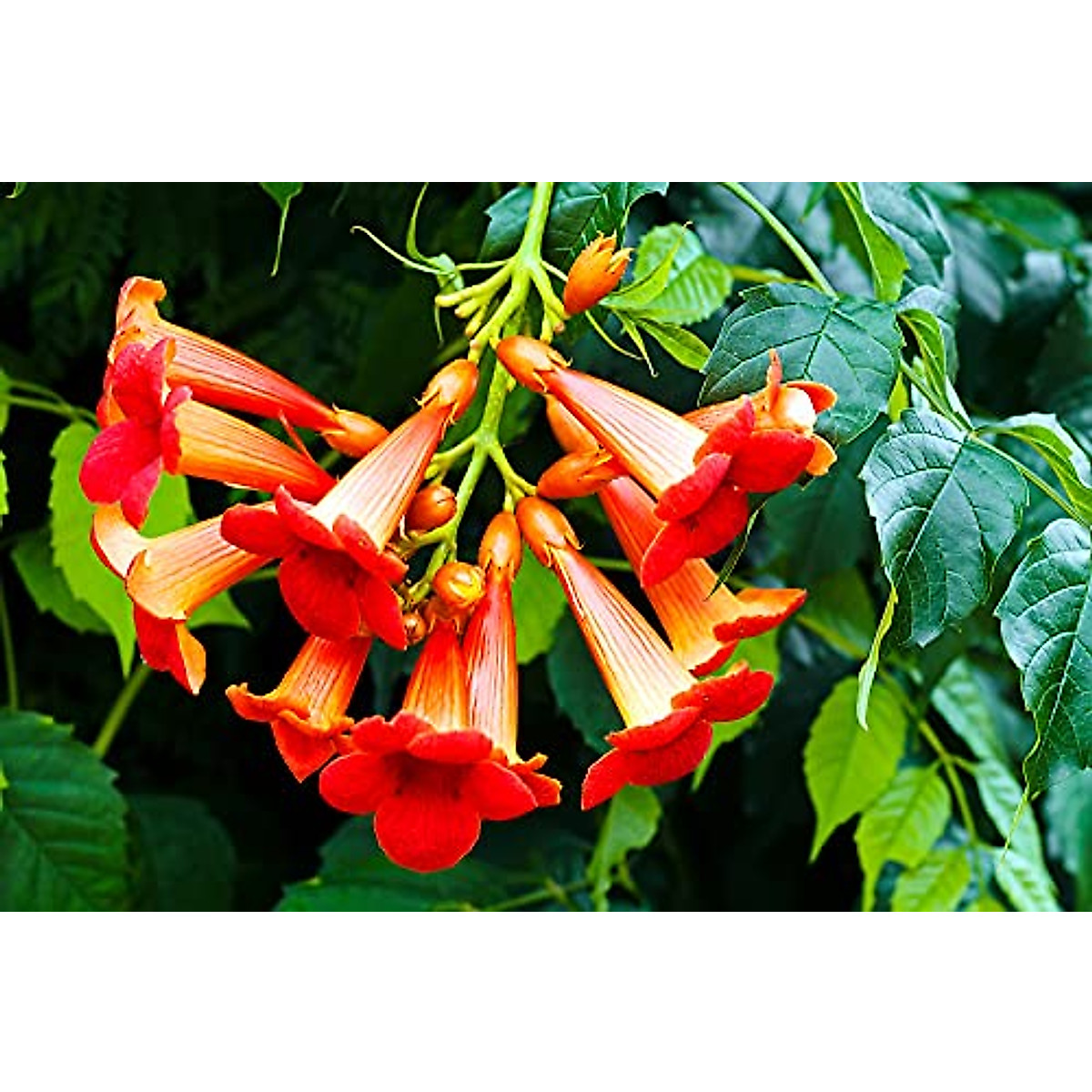 Rare Red Hummingbird Vine Seeds - 25 Seeds - Red Trumpet Bush - Non-GMO Seeds, Shipped from Iowa. Made in USA