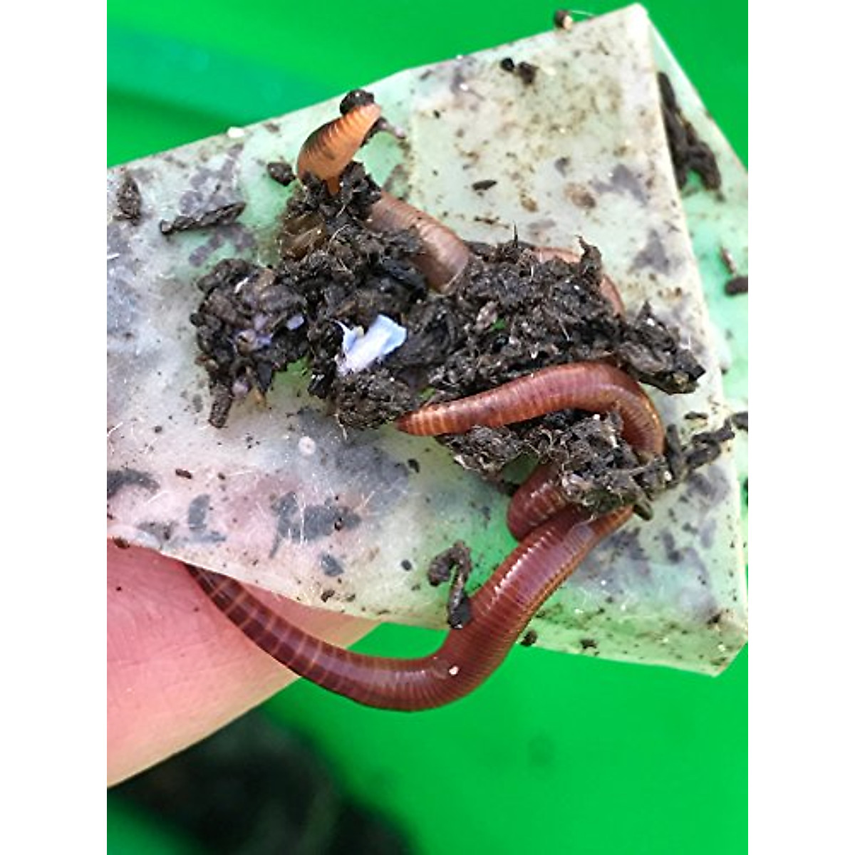 1000 Red Wigglers Composting Worms. Live WWJD worms