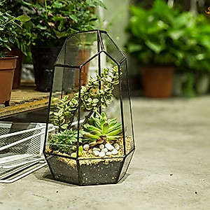 NCYP Geometric Glass Terrarium Planter for Air Plants Succulents (6.5x5.7x9.8Inches) Indoor Irregular Opened Glass Flower Pot, Home Garden Office Tabletop Decoration Container (No Plants, No Door)