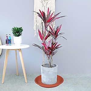 SAUCERHOME 5 Packs Plant Saucer Pot Tray 6 8 10 12 14 16 19 20 Inch Plastic Flower Planter Saucers and Drip Trays for Indoors Outdoors, Heavy Durable Plant Plate Water Catcher (6 Inch Terracotta)