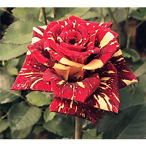 Rose Plants Live Ready to Plant Outdoors Seedlings,Dark Red Stripes Rose Bush,Multi Colours Rose Hedging,Home Garden Yard Decor Blooms,Easy Planting (1 Plant ,No Pot Include)