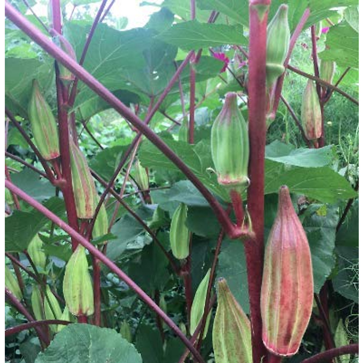 Hill Country Red Okra Seeds for Planting, 100+ Heirloom Seeds Per Packet, (Isla's Garden Seeds), Non GMO Seeds, Botanical Name: Abelmoschus esculentus, Great Home Garden Gift