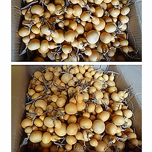 WellieSTR 50-Pack Tiny Natural Dry Gourd Bottle Gourd,4-6.5cm Gourds Mini Cute