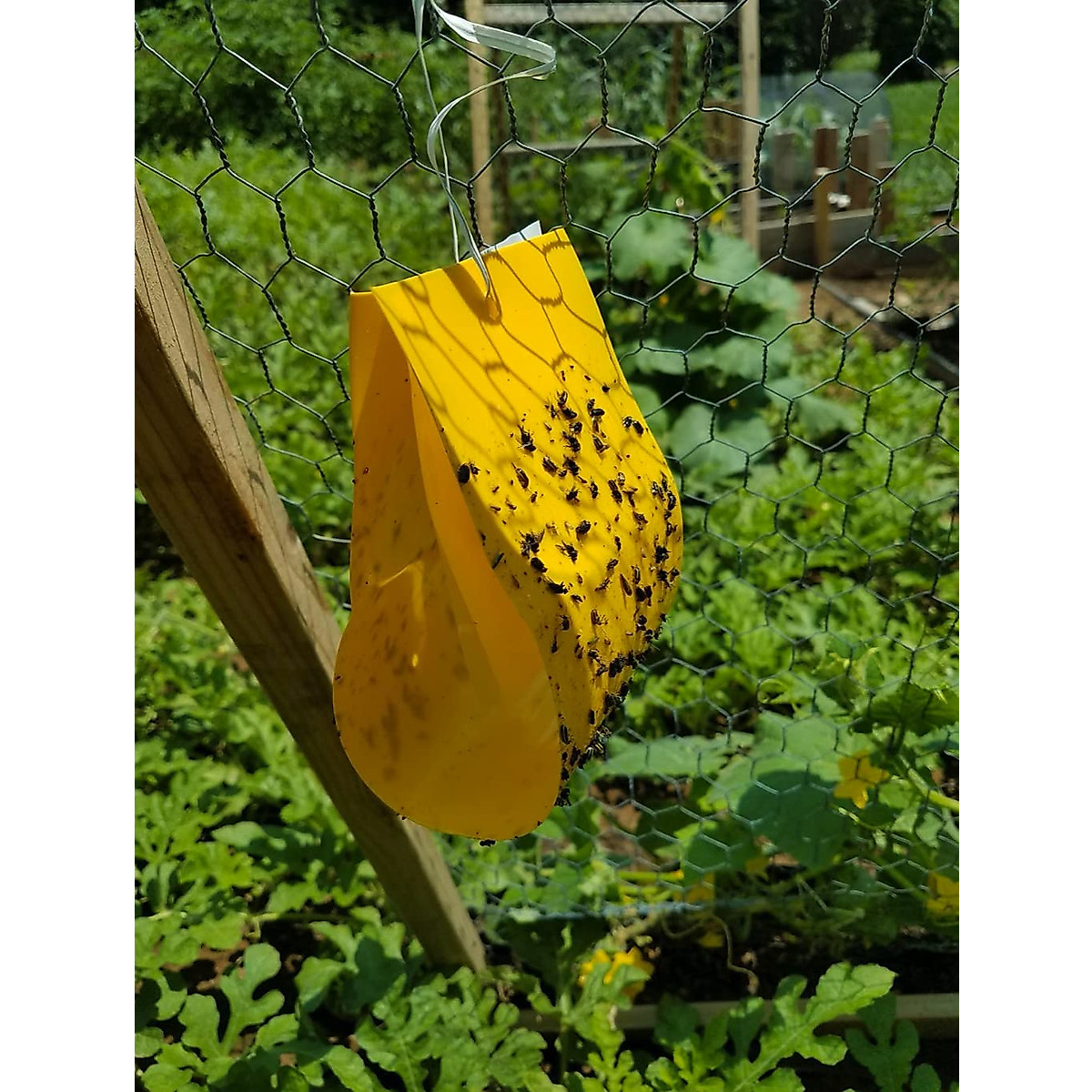 VivaTrap VT-103 Cucumber Beetle Trap & Lure (2 Pack)