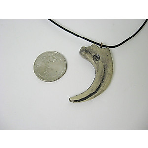 Mid-Land Scientific Sauronitholestes Dinosaur Claw Pendant Necklace (344-5)