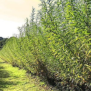 100 Hybrid Willow Tree Plant - Austree Cuttings Grow 12 Feet 1st Season - Create Instant Privacy Fence Hedge Fast Shade- Live Trees Fast Growing - Twigz Nursery