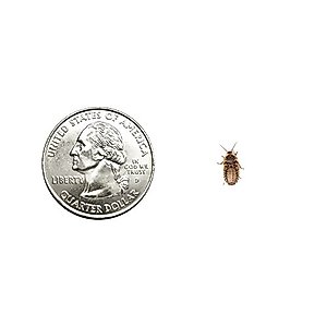 100 Extra Small Live Dubia Roaches by DBDPet | Live Arrival is Guaranteed | Shipped in Cloth Bags