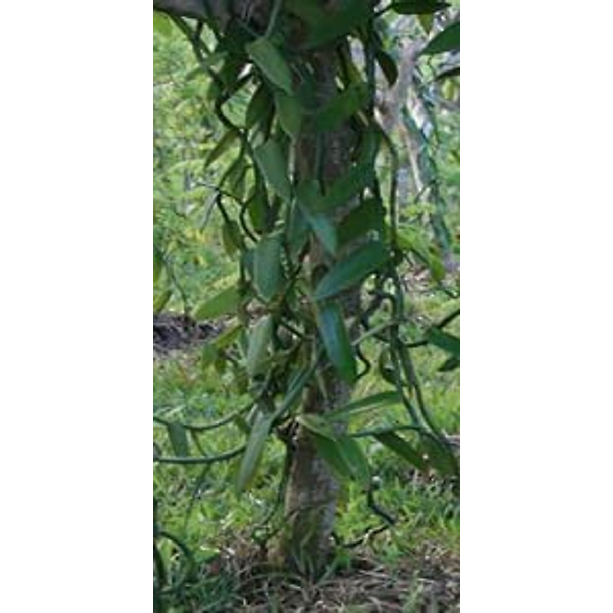 Pure vanilla extract without alcohol / Natural Vanilla Extract / Alcohol Free / Without Alcohol / Bourbon Vanilla / Vegan / Gluten Free / 176 fl oz / 5 Litres / Halal