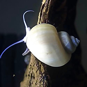 Mystery Snails (3 Pack) Assorted + Food Sample | Live Arrival Guarantee Freshwater Live Aquarium Snails (Assorted)