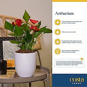 Costa Farms Anthurium Plant, Live Indoor Houseplant with Red Flowers, Easy Grow Flowering House Plant in Cute Décor Pot, Birthday, Housewarming, Get Well Soon, Home, Room, Office Décor, 12-Inches Tall