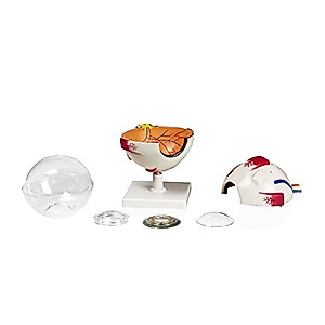 Parco Scientific PB00075 4X Eye Model 7 Parts | Shows Optic Nerves | Muscles in Natural Position and Bony Orbit | Dissected Horizontal Plane Reveals Cornea, Iris, Lens and Vitreous Body | W Key Card