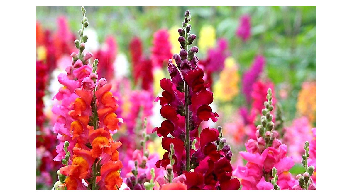 Multicolor Snapdragon Seeds - Grow Beautiful Flowers Easily