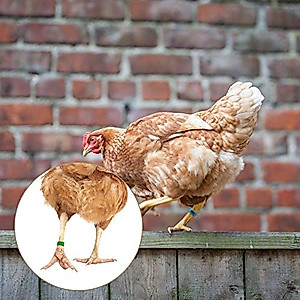 MEWTOGO 100 Pcs Chicken Leg Rings- Colorful Numbered Chicken Identification Leg Bands Poultry Leg Bands Clip on Leg Rings for Ducks Chicks Chicken Guinea Pigeons Goose Gamefowl Turkey (16mm)